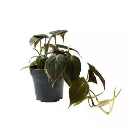 Philodendron Micans Elite Agricultural Services