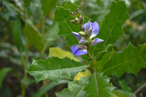 Worldview Myanmar မှိုများစိုက်ပျိုး ဝင်ငွေတိုး တစ်ပိုင်တစ်နိုင်မှိုစိုက်ပျိုးခြင်းသည