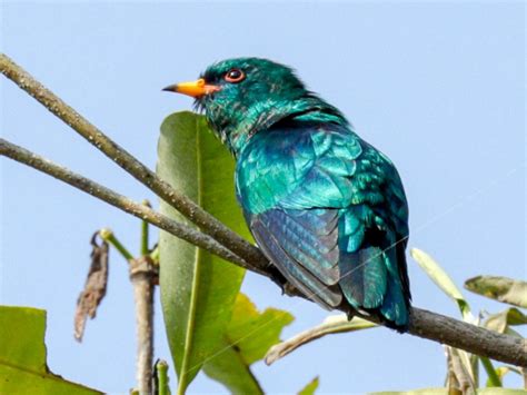 Asian Emerald Cuckoo Ebird