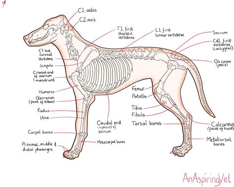 Xiphoid Process Dog