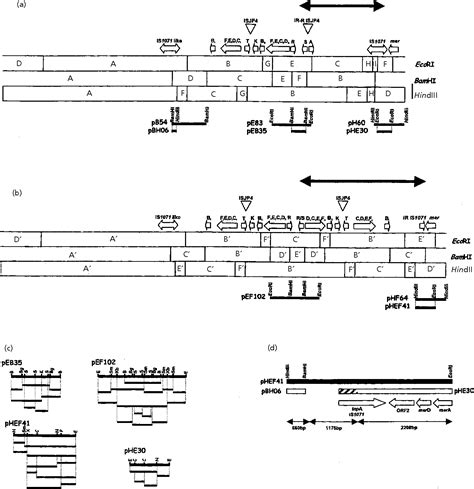 Figure 2 From Molecular Characterization Of A Deletion Duplication Rearrangement In Tfd Genes