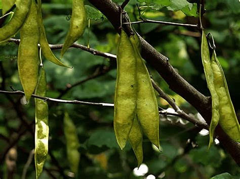 Bean Trees Legume Trees Edible Pods Nitrogen Fixation And Growing Guide