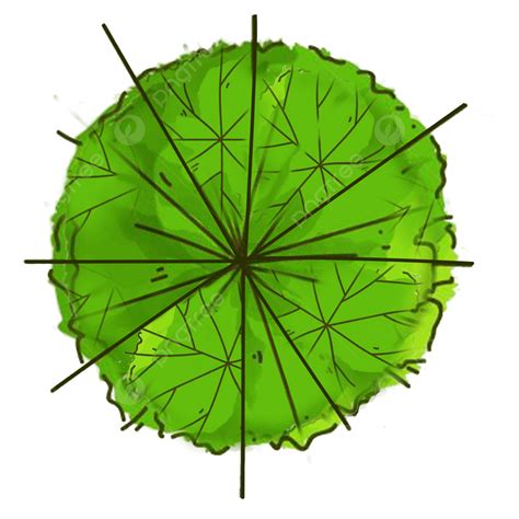 Tree Vector Illustration For Plan Tree Top Angle Illustration Sketch Tree Vector Tree Top