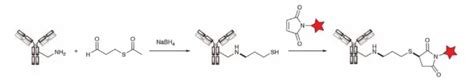 Conjugation Technology Of Adc Adc Technologies