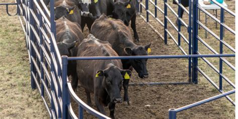 Tips And Tricks Cattle Handling Basics Part 2 Mje Llc