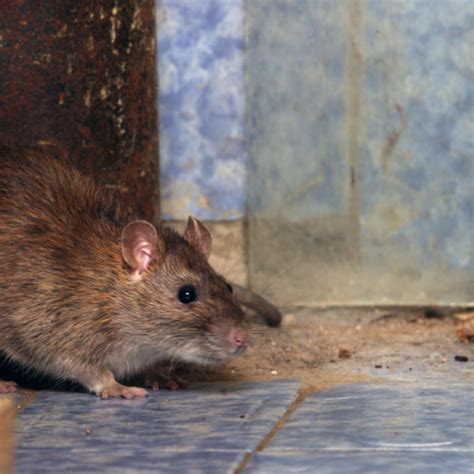 Brodifacoum The Silent Killer In Rodenticides