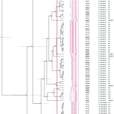 Yeast Species Frequencies And Distribution In Pr Nsw Samples Pie Chart