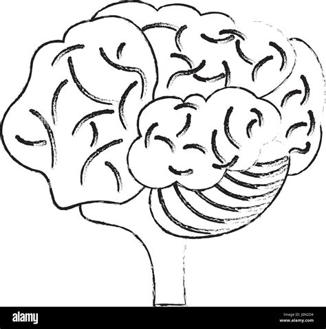 Sketch Brain Human Creativity Concept Stock Vector Image Art Alamy
