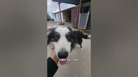 니 이름이 뭐이고 남해 바다 보더콜리 리트리버 몽실이 Youtube