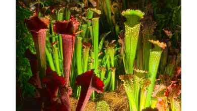 Care Guide Carnivorous Plants