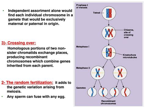 Meiosis And Sexual Life Cycles Ppt Download
