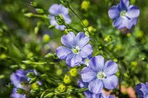 семена Лен голубой 0 5г Империя семян купить онлайн на Rozetka