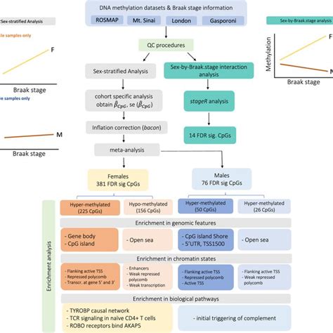 An Overview Of The Sex Stratified Analysis And Sex By Braak Stage
