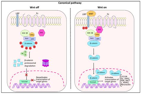 Overview Of Wntβ Catenin Pathway And Dna Damagerepair In Cancer