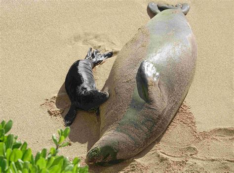 Monk Seal Pup Debuts In Waikīkī On Lei Day Noaa Fisheries