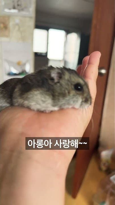 아롱아~ 사랑해~ 정글리안햄스터 Shorts Youtube