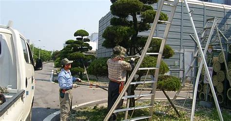 Pruning Pine Album On Imgur