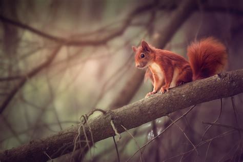 Squirrel Hd Wallpapers