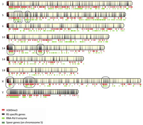 Sex Chromosomes And Chromosome 14 Have Common Chromatin Features In Download Scientific Diagram