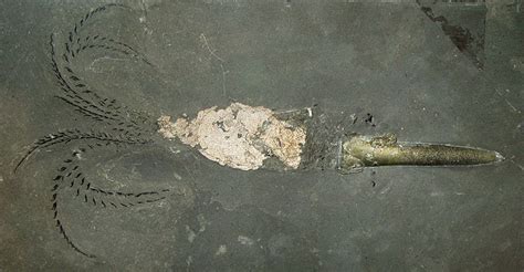 Specimen Of The Week 317 The Belemnite Fossil Ucl Ucl Culture Blog