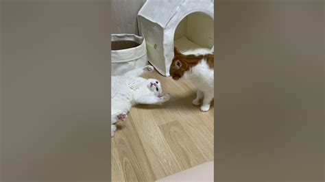 가랏 루비몬 필살기 뒹구르기 고양이 두마리 집서일상 치즈속에루비 Youtube