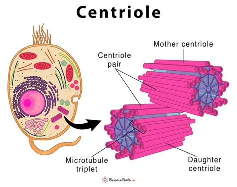 Centriole Definition Structure And Functions With Diagram