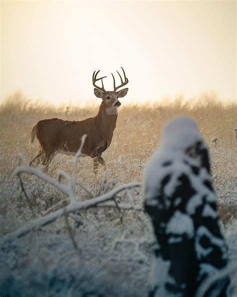 Early Light Scrolller