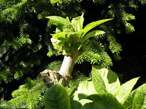 무료 이미지 나무 숲 잎 화분 식품 봄 녹색 밀림 생기게 하다 야채 식물학 정원 플로라 초목 열대 우림 꿀벌 꽃 피는 식물 식물상의