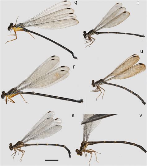 New Odonata Species Recorded For Colombia And Other Philogenia