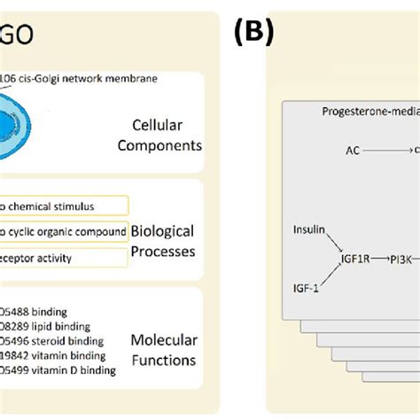 Functional Interactions And Biological Pathways Panel A Gene Download Scientific Diagram