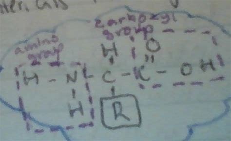 Proteins Flashcards Quizlet