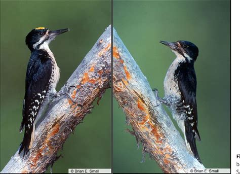 Figure 1 From Ensemble Modeling To Predict Habitat Suitability For A Large Scale Disturbance