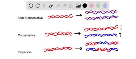 Compare Conservative Semiconservative And Dispersive Modes Of Dna Replication Numerade