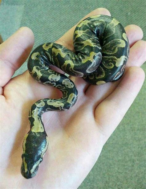 102 Best Images About Ghi Ball Pythons On Pinterest Glow Pewter And Blush