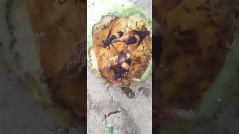 Shorts Funny Youtube