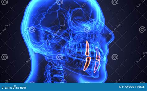 Skeleton And Teeth Anatomy Medical Accurate 3d Illustration Stock
