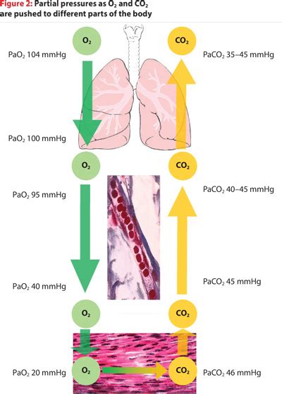 How To Read And Interpret End Tidal Capnography Waveforms