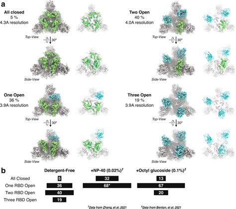 Sars Cov 2 D614g Spike Protein Displays Open Conformation In The Download Scientific Diagram