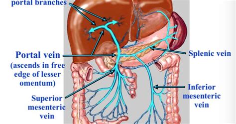 Swollen Round Ligament Inguinal Hernia Noticias Formosago