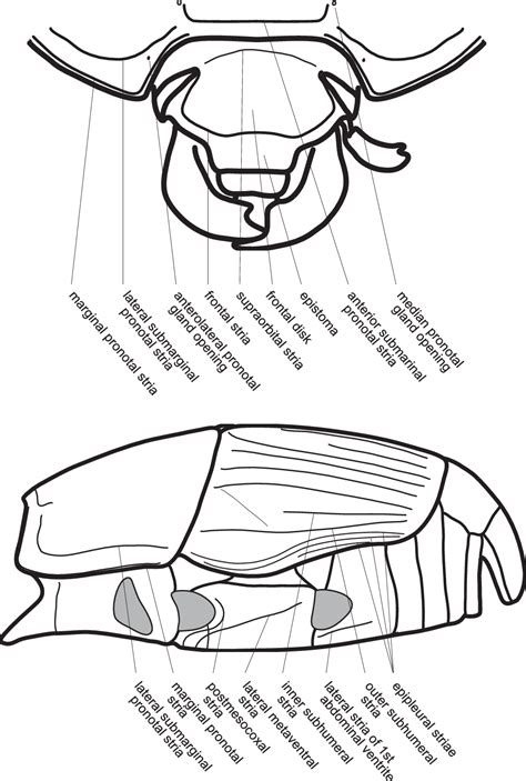 Cryptococcus Diffluens Semantic Scholar Cryptococcus Diffluens Semantic Scholar