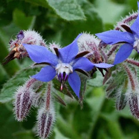 9 Natural Pest Fighting Flowers To Plant In Your Garden