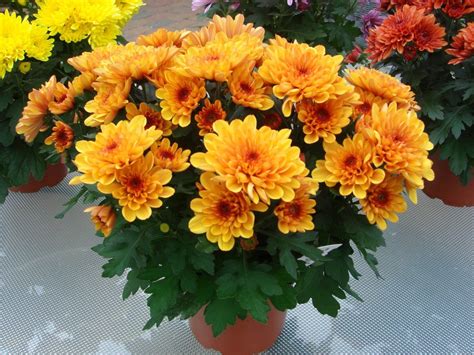 Лучшие цветы для выращивания живых букетов на подоконнике Garden