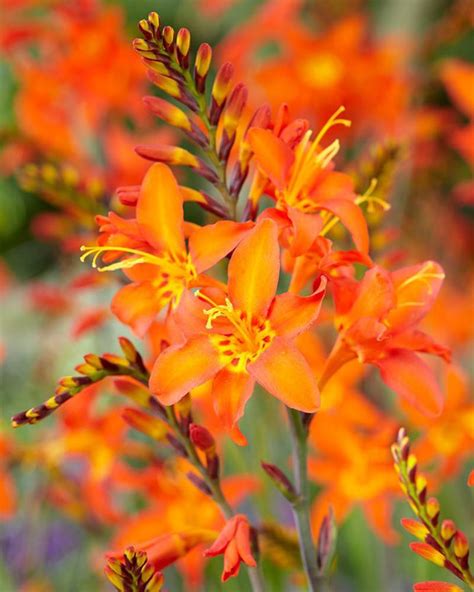 Crocosmia Fire King Corms Montbretia — Buy Orange Crocosmias Online