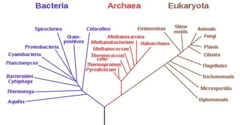 Three Domain System Carl Woeses Classification