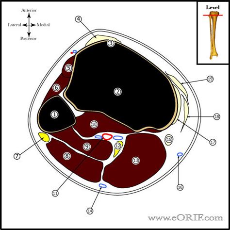 Diagram Of Leg Cross Sectional Anatomy Proximal Quizlet