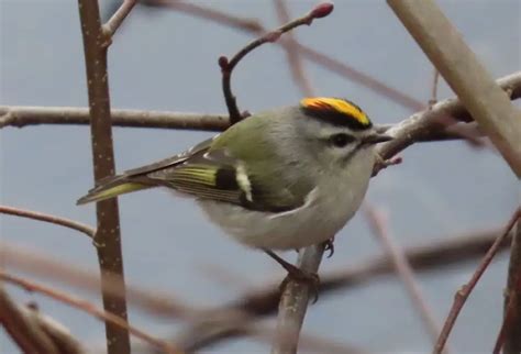 Golden Crowned Kinglet Nh Audubon
