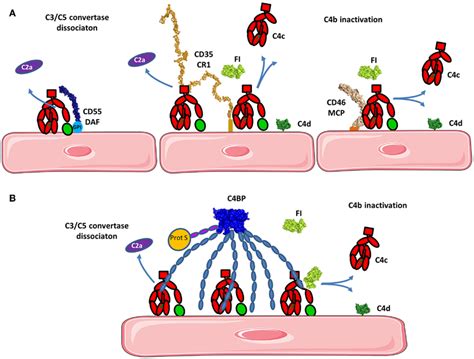 Regulation Of The Classical And Lectin Pathways C3 Convertase To Avoid