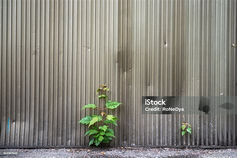 이 공장은 금속 벽 근처의 콘크리트 바닥에서 자랐습니다 0명에 대한 스톡 사진 및 기타 이미지 0명 골진 골함석 Istock