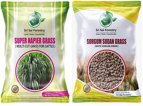 Sri Sai Forestry Super Napier Grass Seeds Sorghum Sudan Seeds