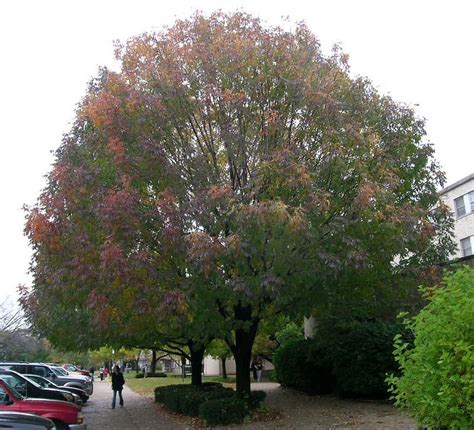 Autumn Purple Ash Urban Forest Nursery Inc